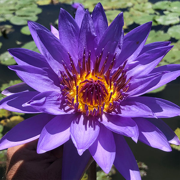 What Is Blue Lotus? How to Use Blue Lotus? Learn Dive In