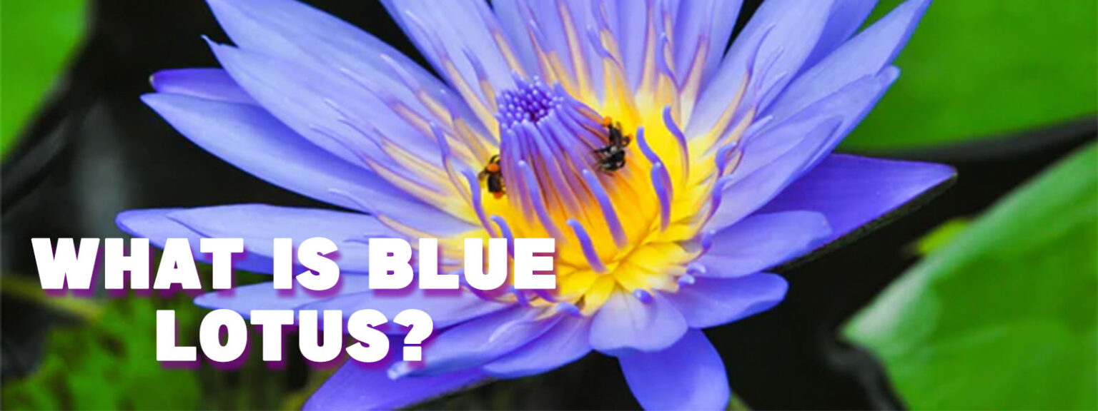 What Is Blue Lotus? How to Use Blue Lotus? Learn Dive In